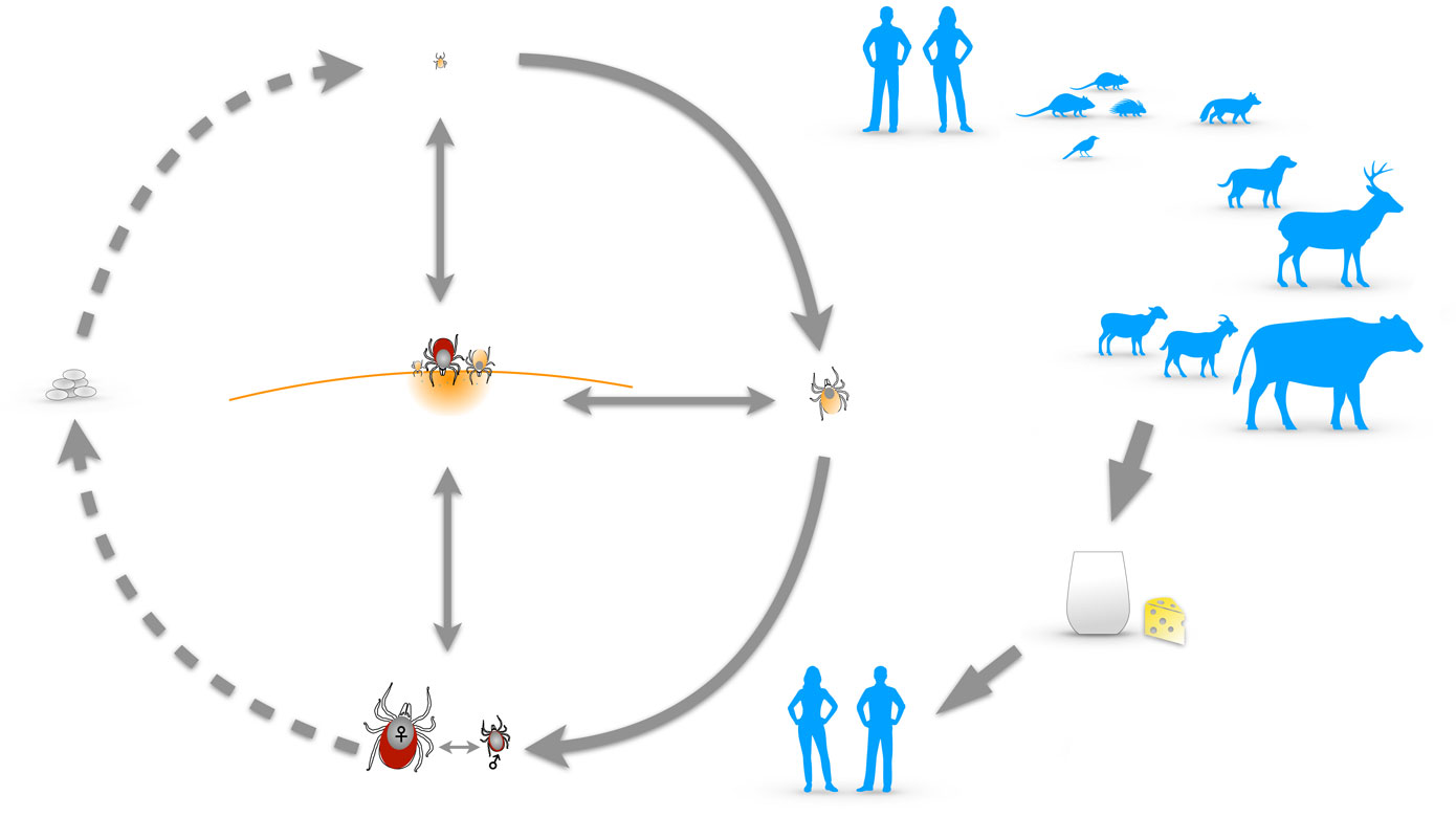 Tick-borne encephalitis | Ugeskriftet.dk