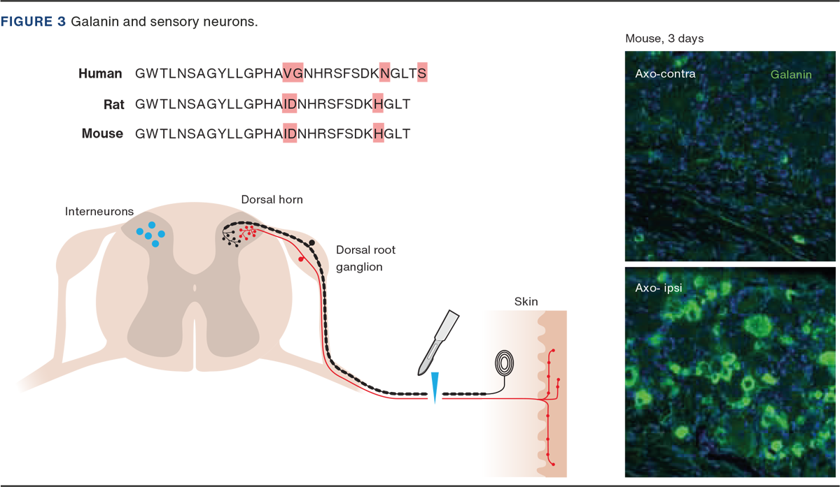 The therapeutic potential of galanin in the management of pain – a ...