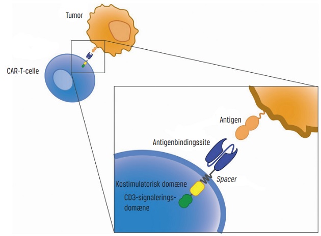 CAR-T-celler er et lovende immunologisk behandlingsprincip | Ugeskriftet.dk